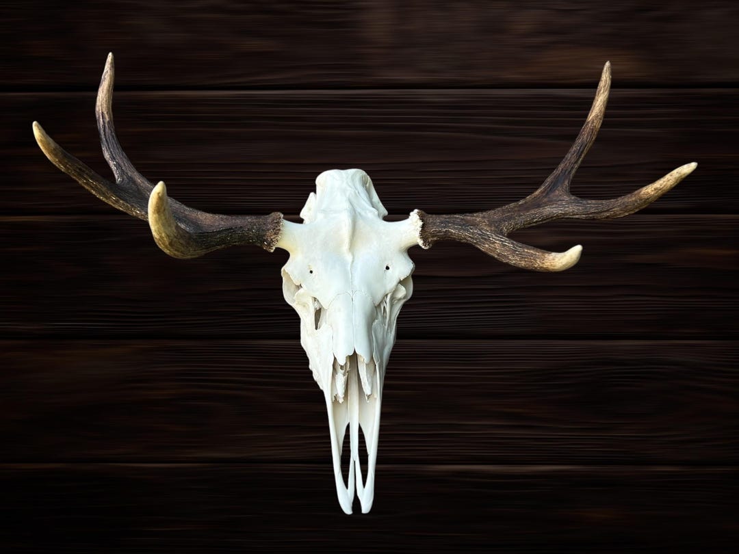 Real European Moose Skull With Antlers alces Alces, Perfectly Clean ...