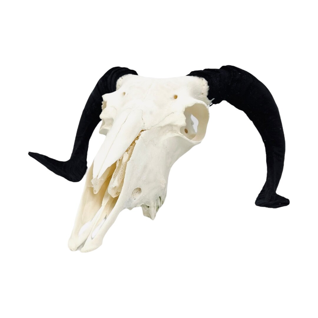 Real Ram Skull With Black Horns ovis Aries Perfectly Clean - Etsy