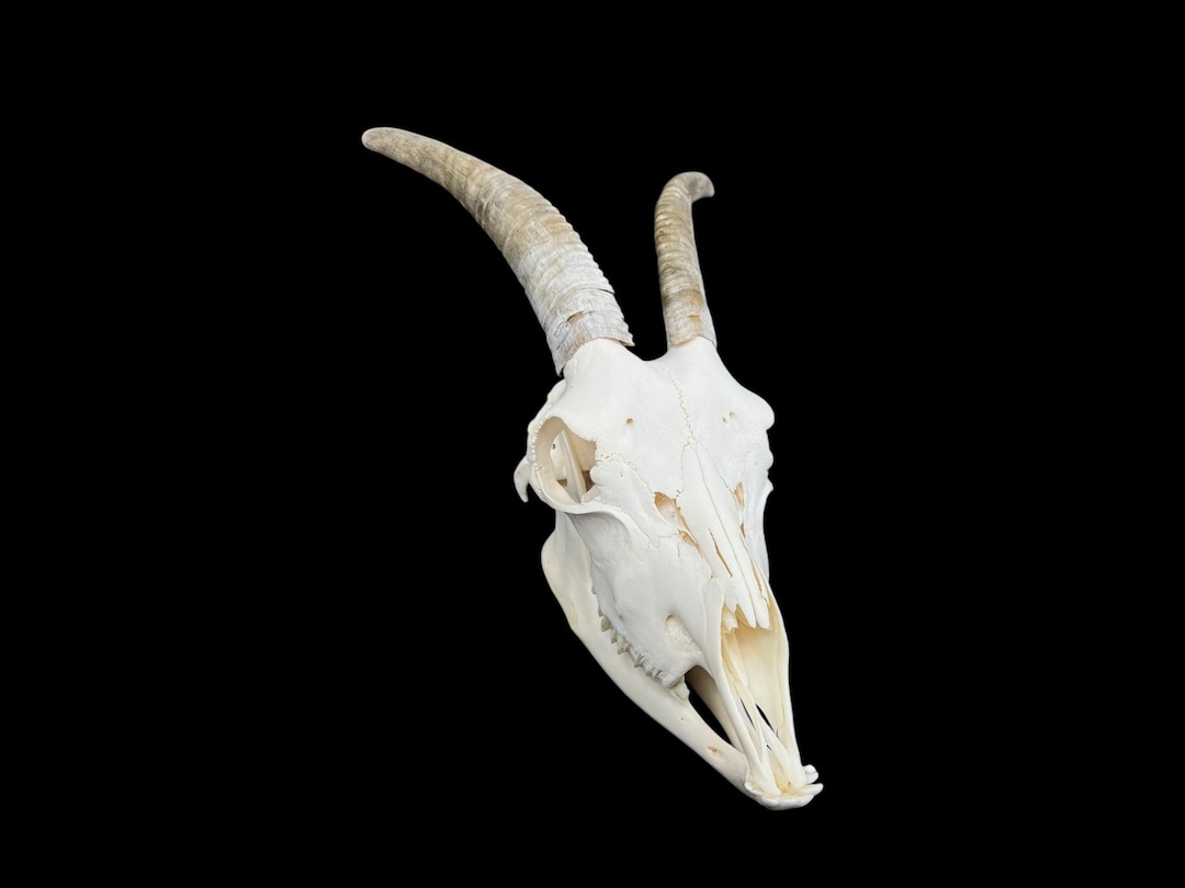 Real Goat Skull capra Hircus With Horns, Professionally Cleaned, White ...