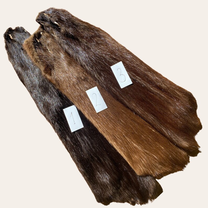 Real Nutria Fur Coypu Hide Coypus Pelt Taxidermy Fur - Etsy