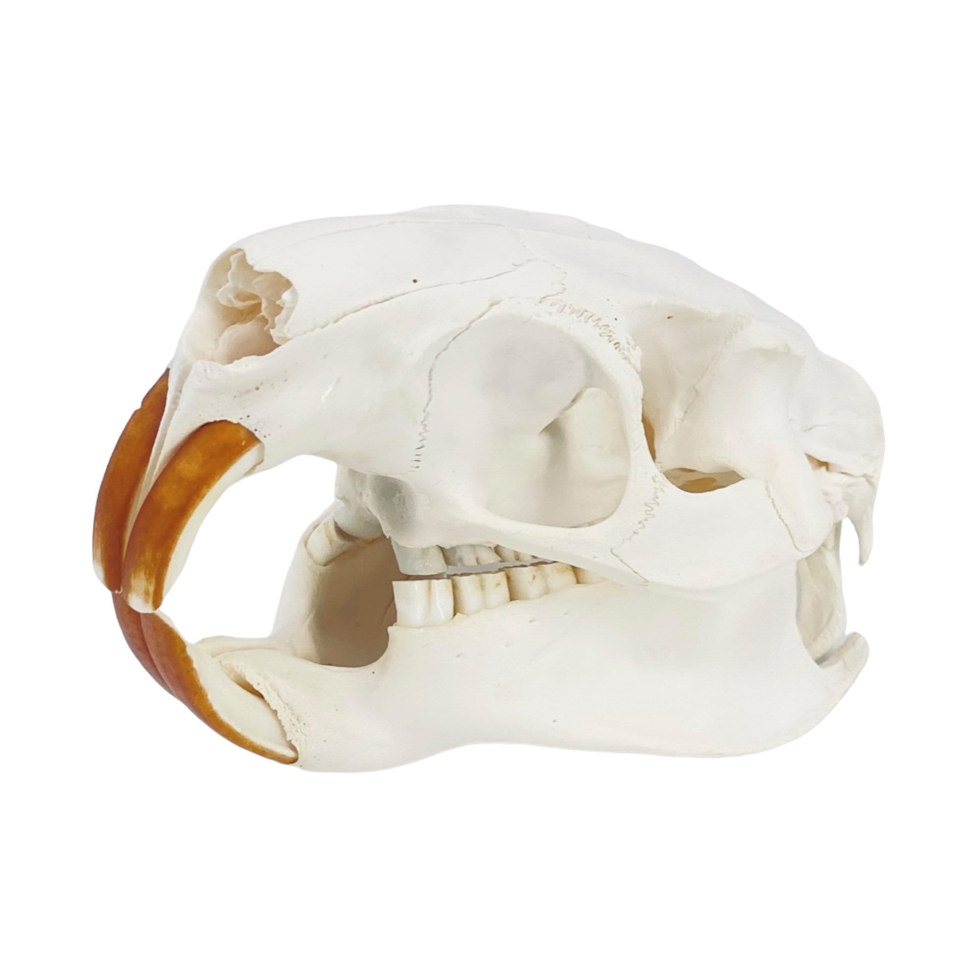 Myocastor Coypus Skull