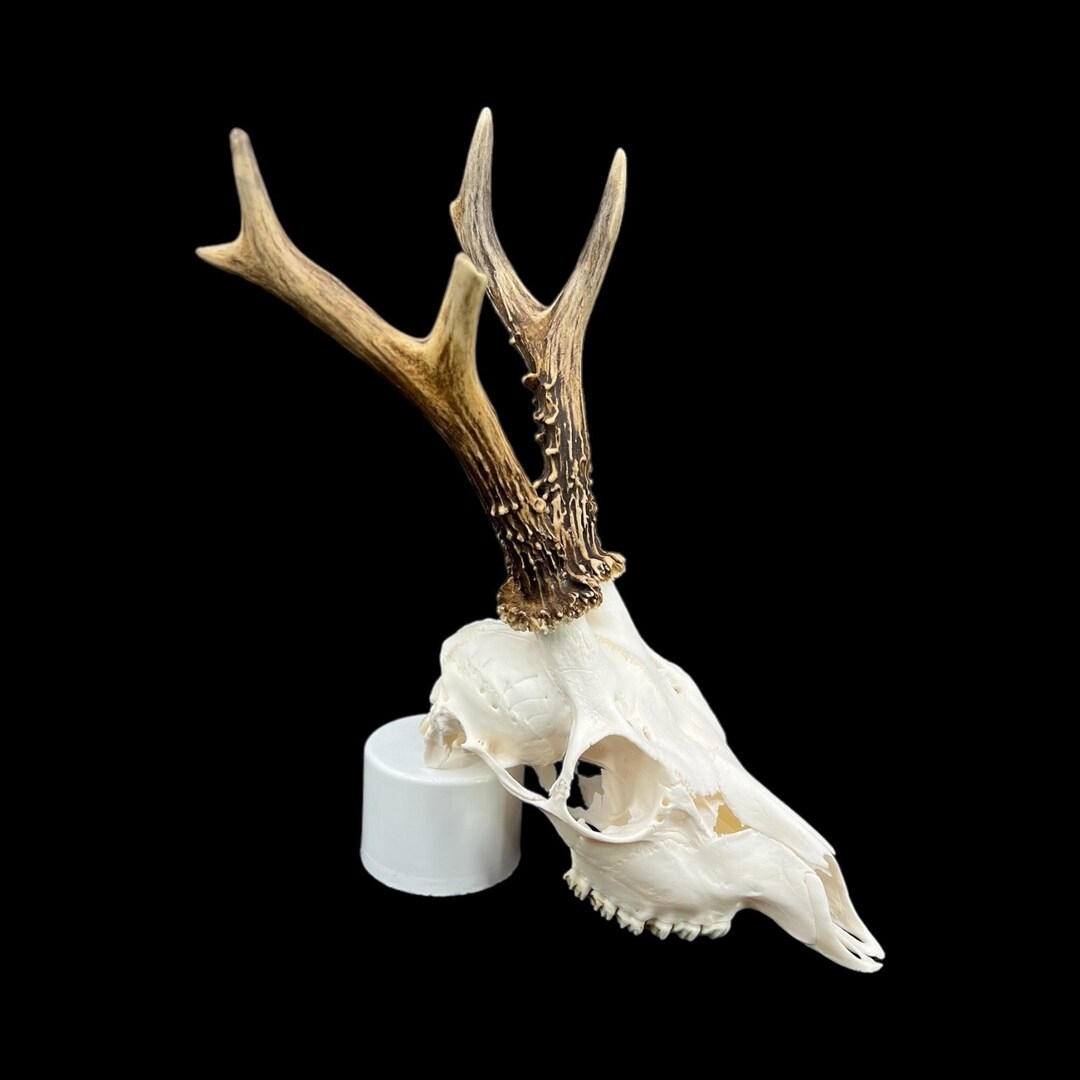 Real Roe Deer Skull With Antlers capreolus Capreolus Whole and Perfect ...