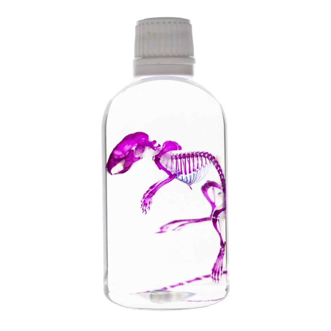 Diaphonized Adult Mouse. Purple/blue Diaphonized, Wet Specimen ...