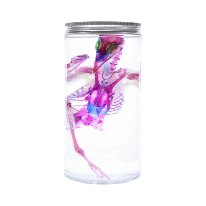 Diaphonization - Etsy