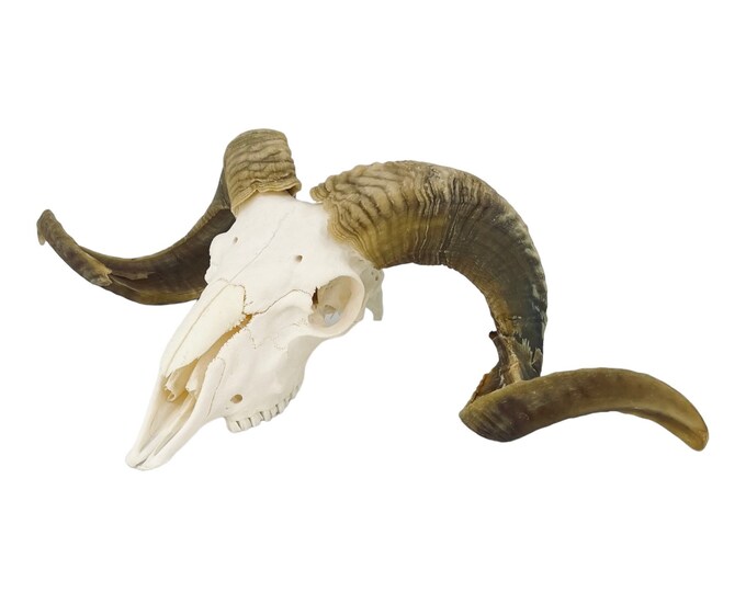 Real Huge Ram Skull With Horns, Ovis Aries, Perfectly Clean, Whitened ...