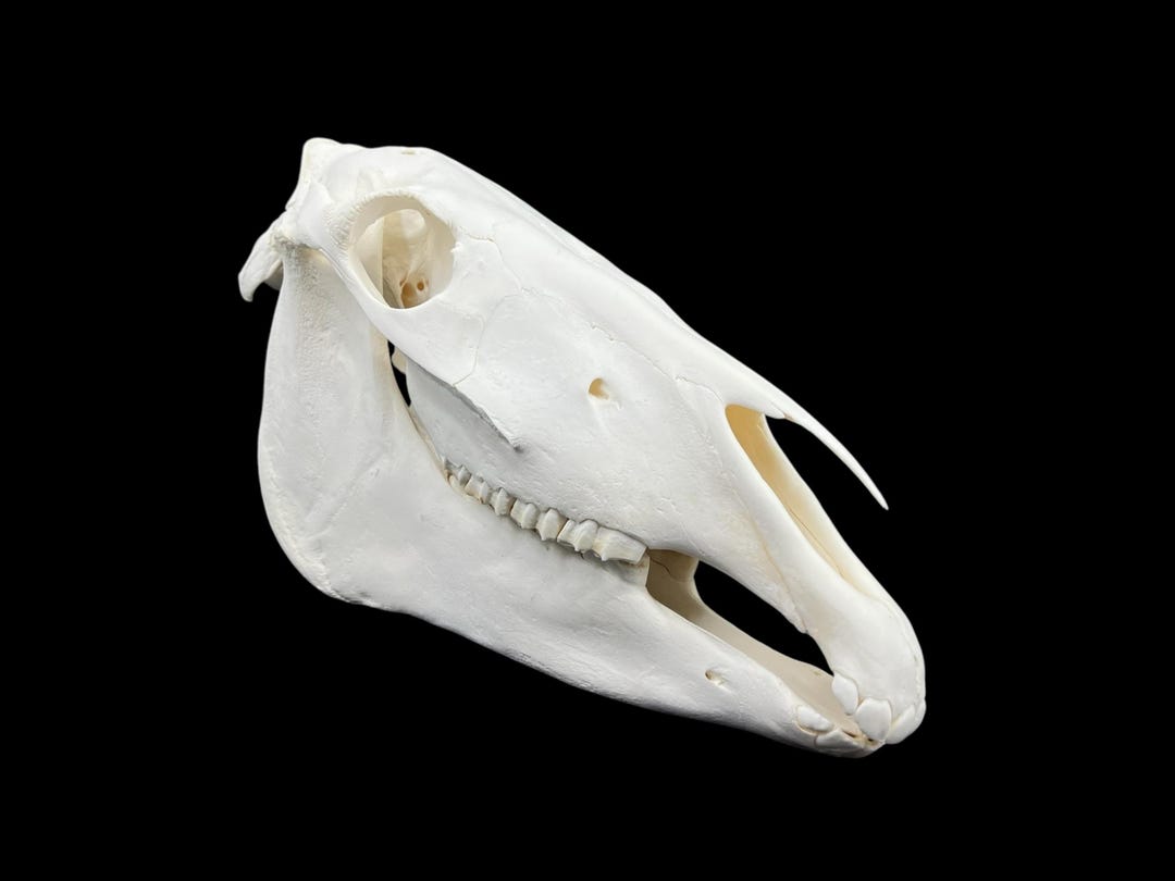 Real Horse Skull (equus Caballus), Degreased and Whitened Bone, Anatomy ...