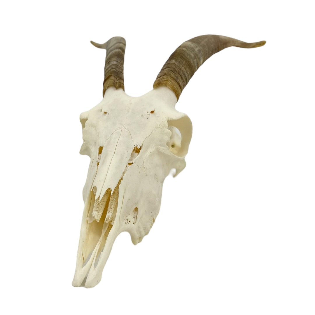 Real Goat Skull Capra Hircus Professionally Cleaned Animal - Etsy