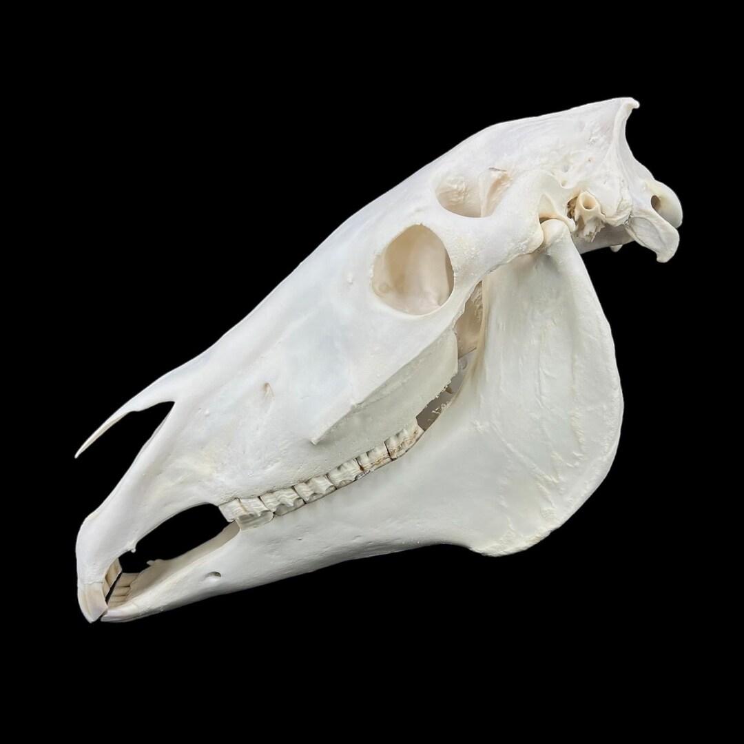Real Large Horse Skull equus Caballus, Degreased and Whitened Bone ...