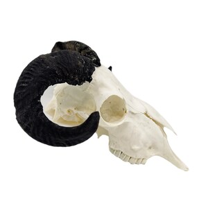 Real Ram Skull With Black Horns ovis Aries, Perfectly Clean, Whitened ...