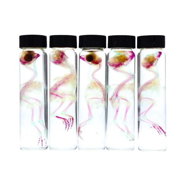 Diaphonization - Etsy