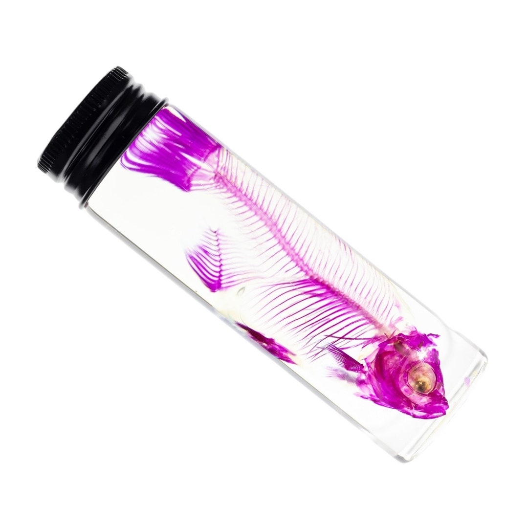 Diaphonized Fish, Roach, Purple Diaphonized, Wet Specimen ...