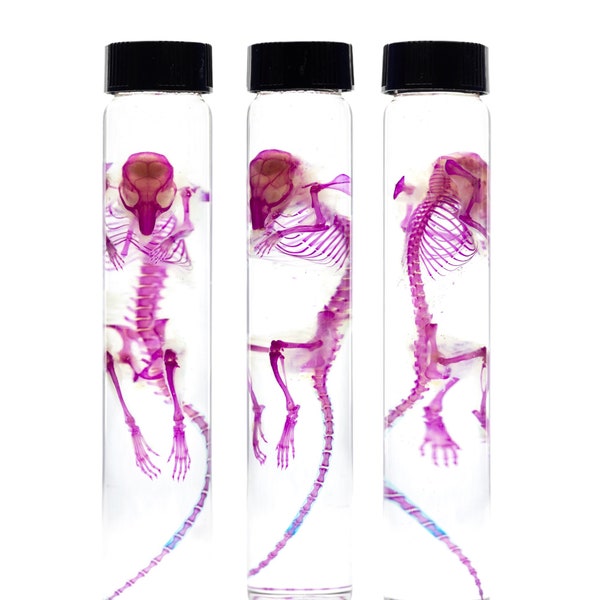 Diaphonization - Etsy