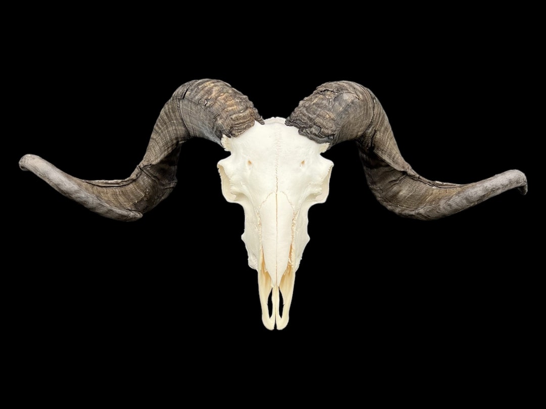 Real Huge Ram Skull With Horns, Ovis Aries, Perfectly Clean, Whitened ...