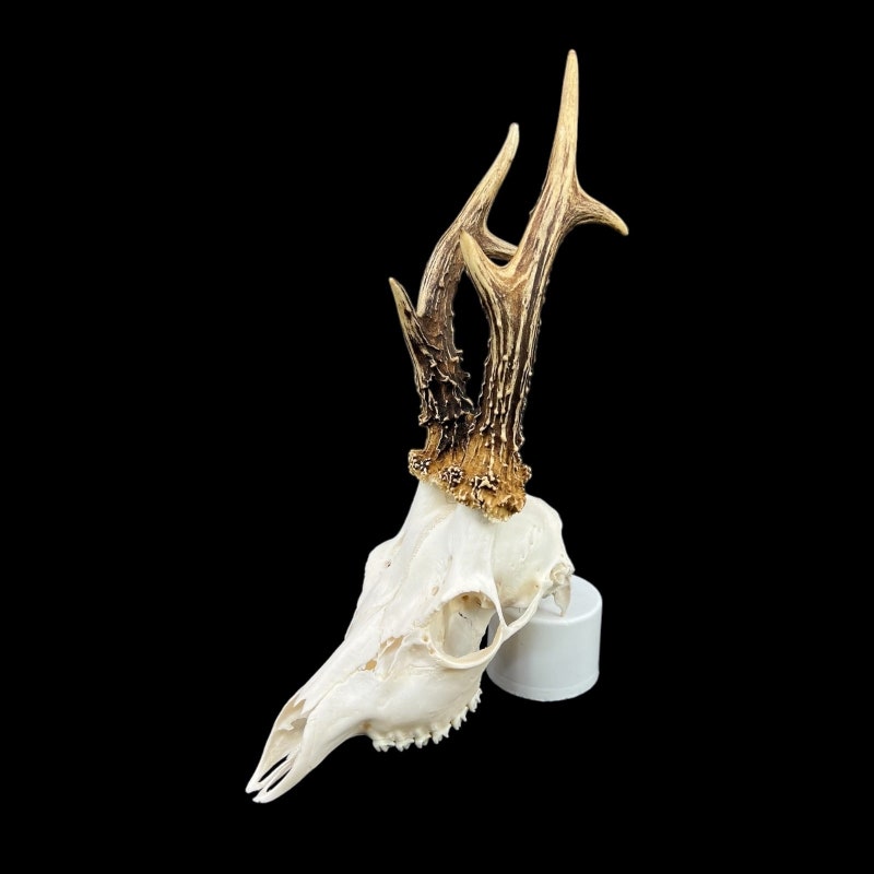 Real Mounted Deer Head - Etsy