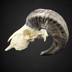Real Ram Skull With Black Horns, Ovis Aries, Perfectly Clean, Whitened ...