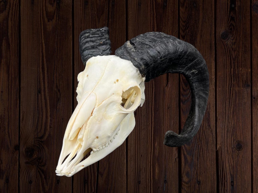 Real Ram Skull With Black Horns, Ovis Aries, Perfectly Clean, Whitened ...
