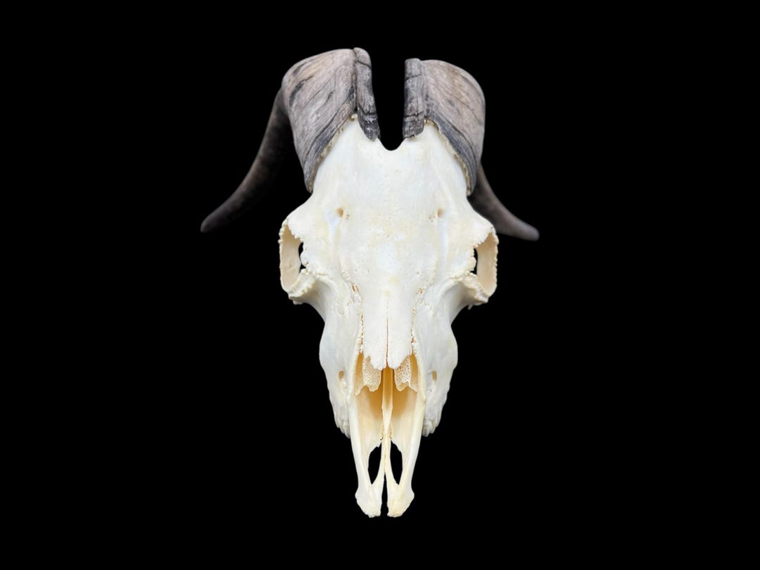 Real Goat Skull With Dark Horns (capra Hircus) Perfectly Clean Animal ...