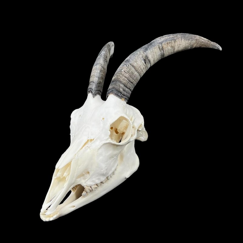 Real Goat Skull - Etsy