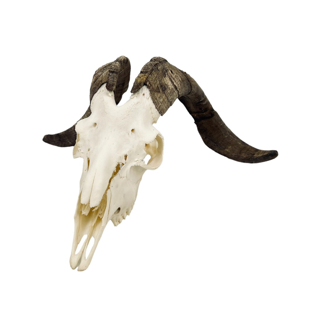 Real Huge Goat Skull, Capra Hircus, Professionally Cleaned, Animal ...