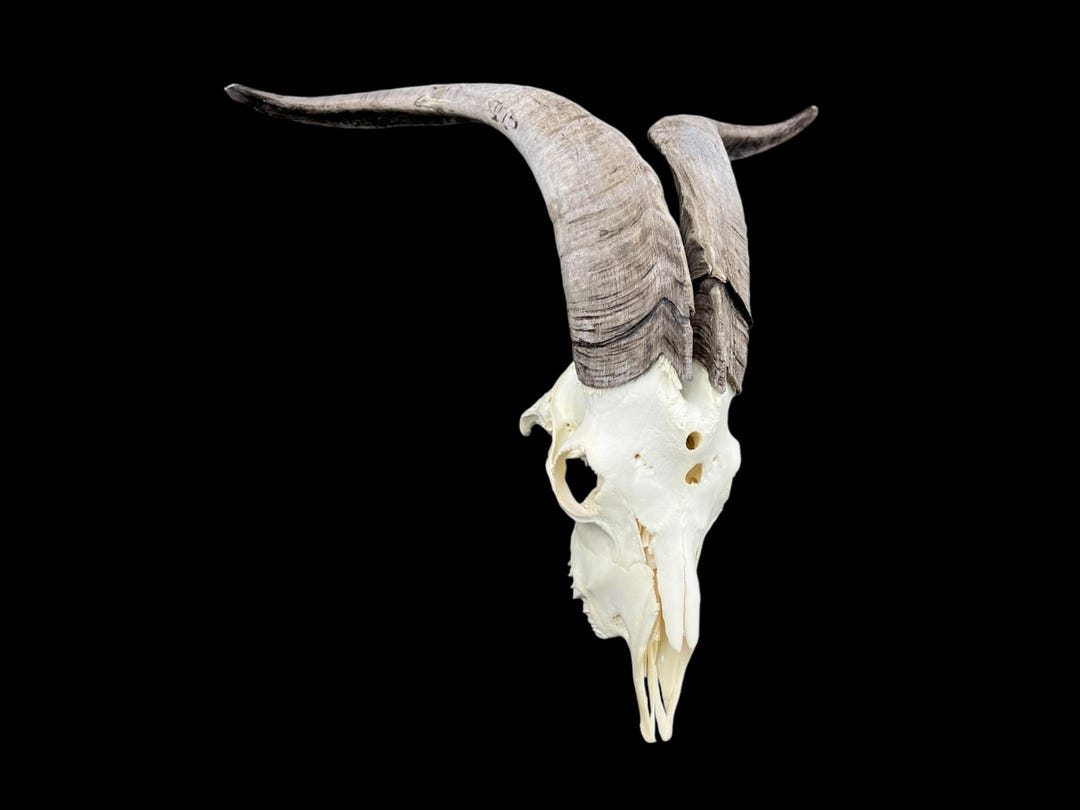 Real Huge Goat Skull, Capra Hircus, Professionally Cleaned, Animal ...