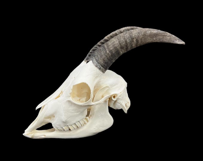 Real Young Goat Skull With Jaw, Perfectly Clean Animal Skull, Real ...