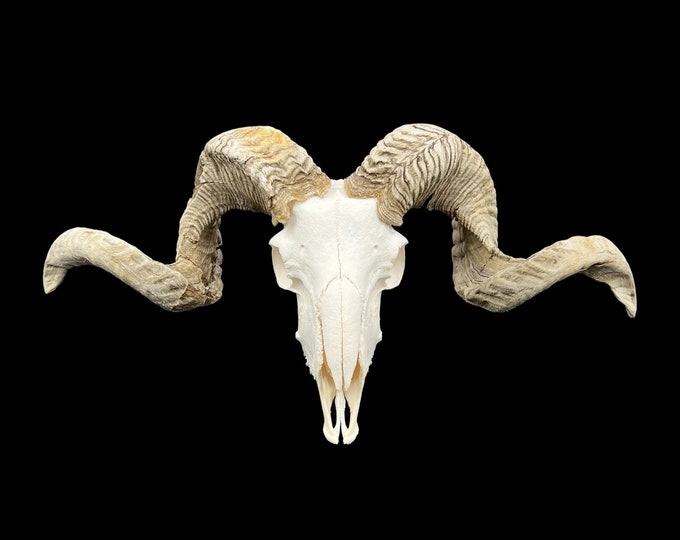 Real Huge Ram Skull With Horns, Ovis Aries, Perfectly Clean, Whitened ...