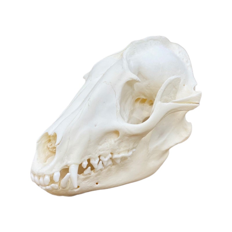 Real Dog Skull - Etsy