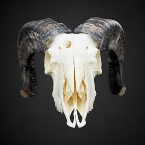 Real Ram Skull With Black Horns, Ovis Aries, Perfectly Clean, Whitened ...