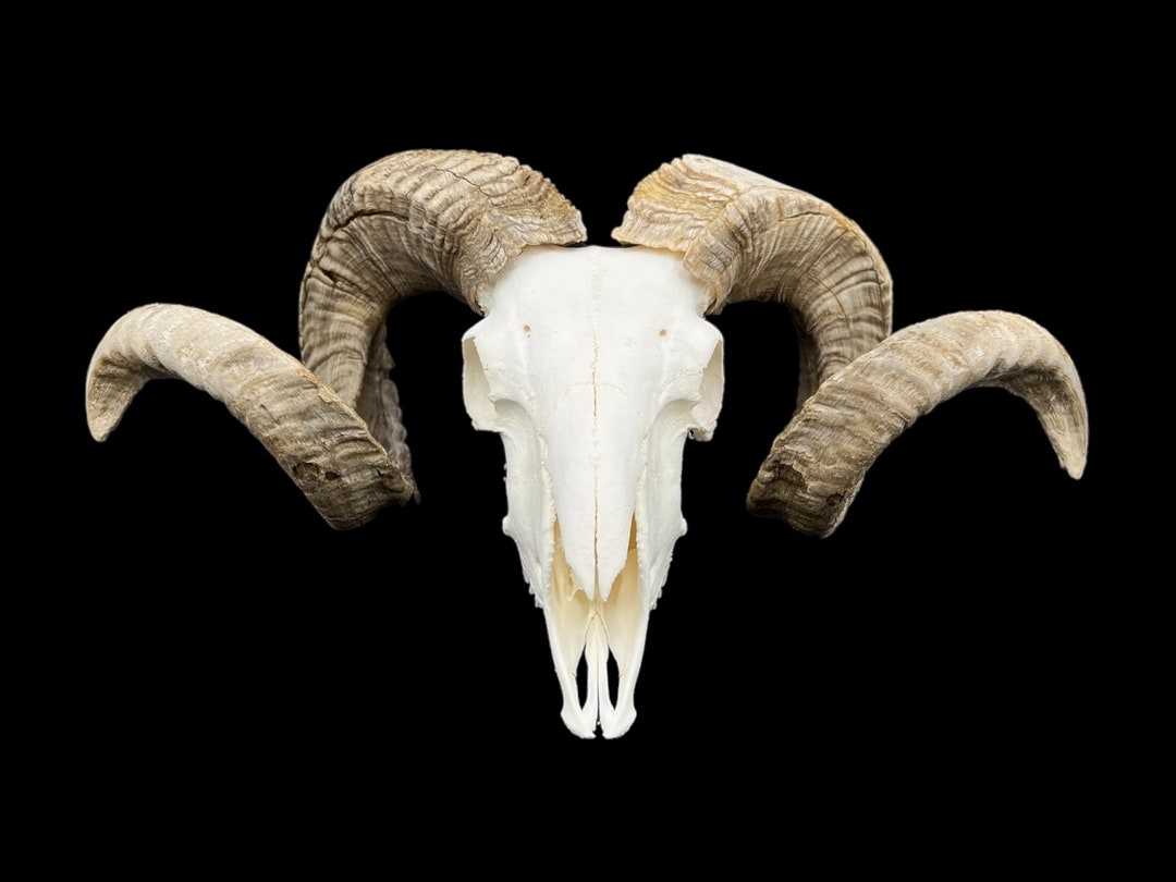 Real Huge Ram Skull With Horns, Ovis Aries, Perfectly Clean, Whitened ...