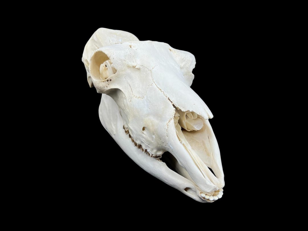 Real Musk Ox Skull (ovibos Moschatus) Perfectly Clean Bone, Large ...