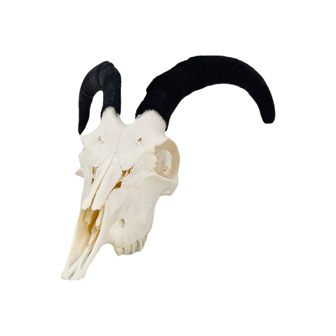Real Goat Skull With Horns Capra Hircus Perfectly Clean - Etsy