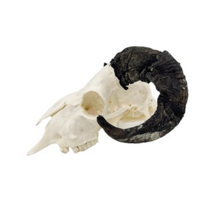 Real Ram Skull With Black Horns ovis Aries, Perfectly Clean, Whitened ...