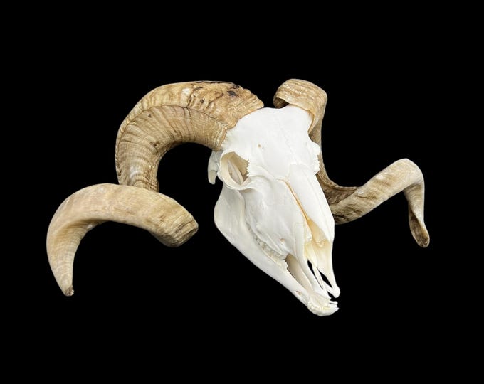 Real Huge Ram Skull With Horns, Ovis Aries, Perfectly Clean, Whitened ...