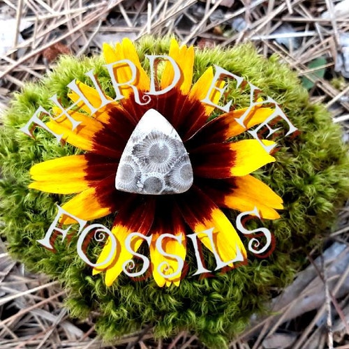 ThirdEyeFossils - Etsy