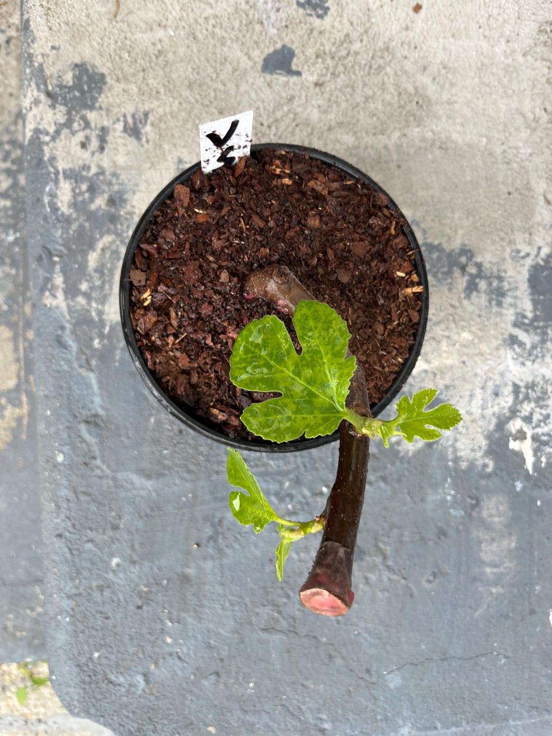 Organic Rooted Vasilika Sika Fig Tree Cutting Live Plant Not Tissue ...