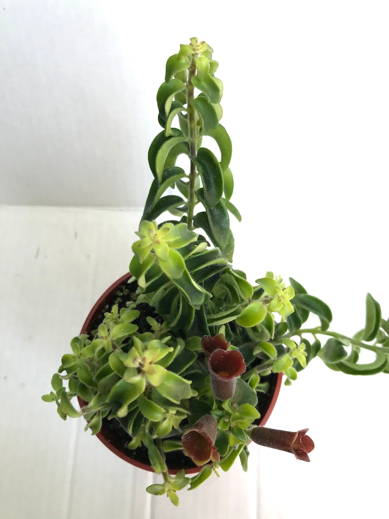 Curly Lipstick Rasta Plant Aeschynanthus rasta - Etsy