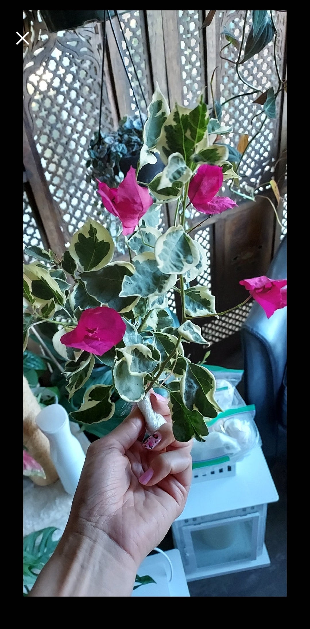 Bougainvillea 'raspberry Ice' Plant Cutting- Raspberry Ice ...