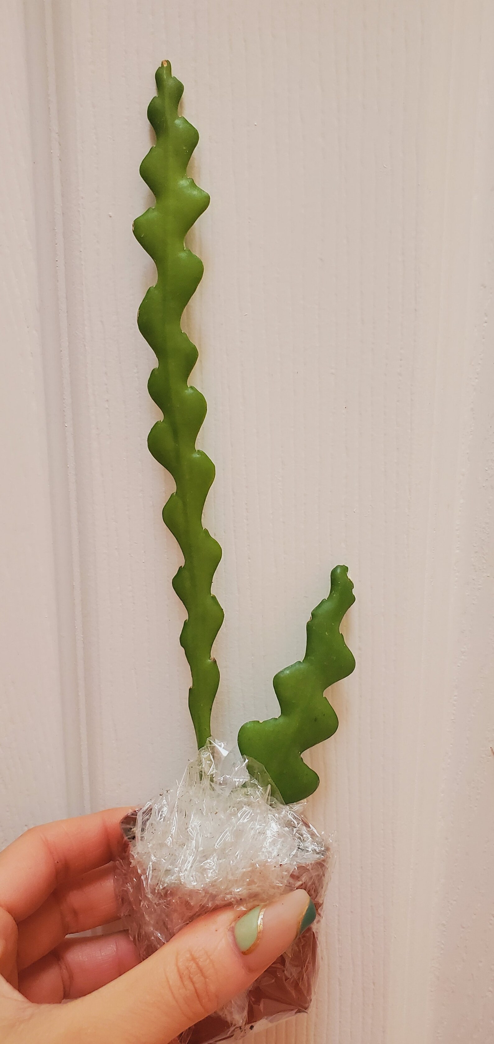 Ric Rac Cactus, Zig Zag Cactus, 2 Inch Bare Root Plant, Rare Fishbone ...