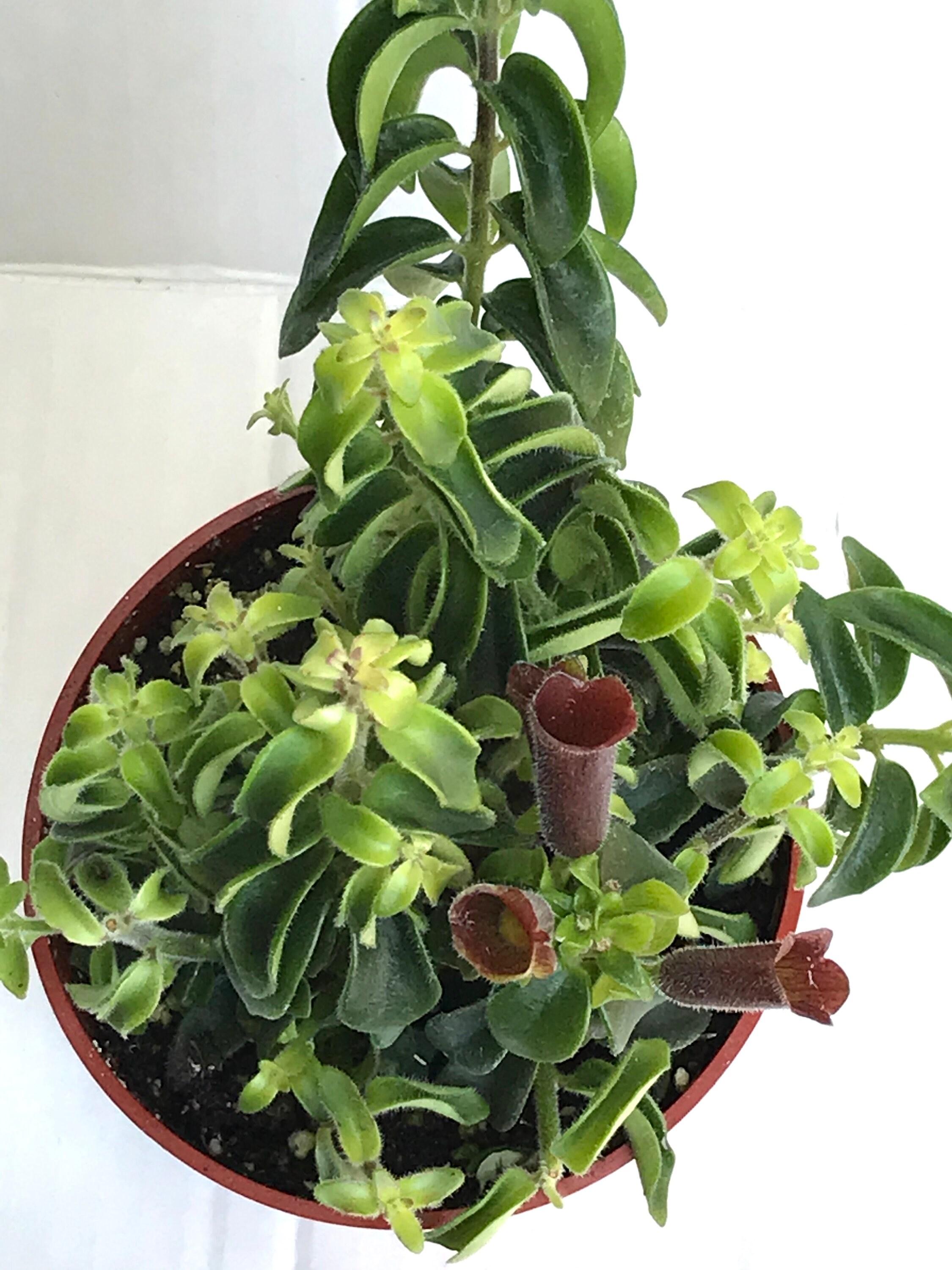 Curly Lipstick Rasta Plant Aeschynanthus rasta - Etsy