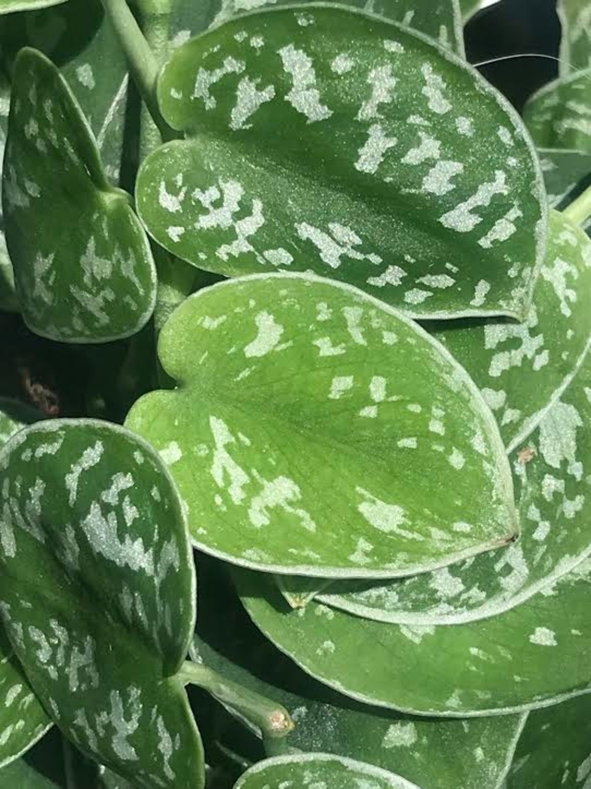 Silver Satin Pothos Silver Pothos Scindapsus Pictus 4 inch | Etsy