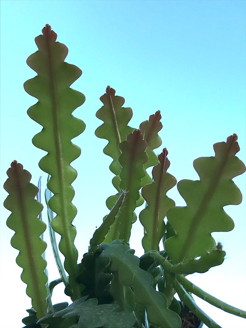 Ric Rac Cactus Zig Zag Cactus 2 Inch Potted Plant Rare | Etsy