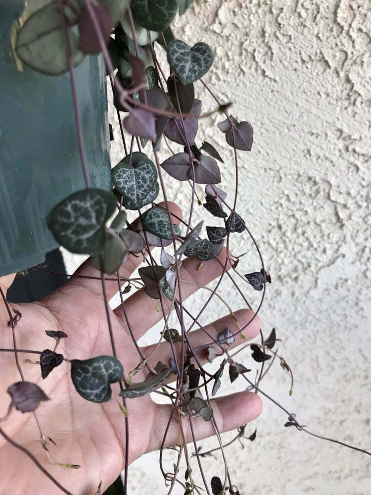 Rare purple String of Hearts Plant 3 cuttings no root Non | Etsy