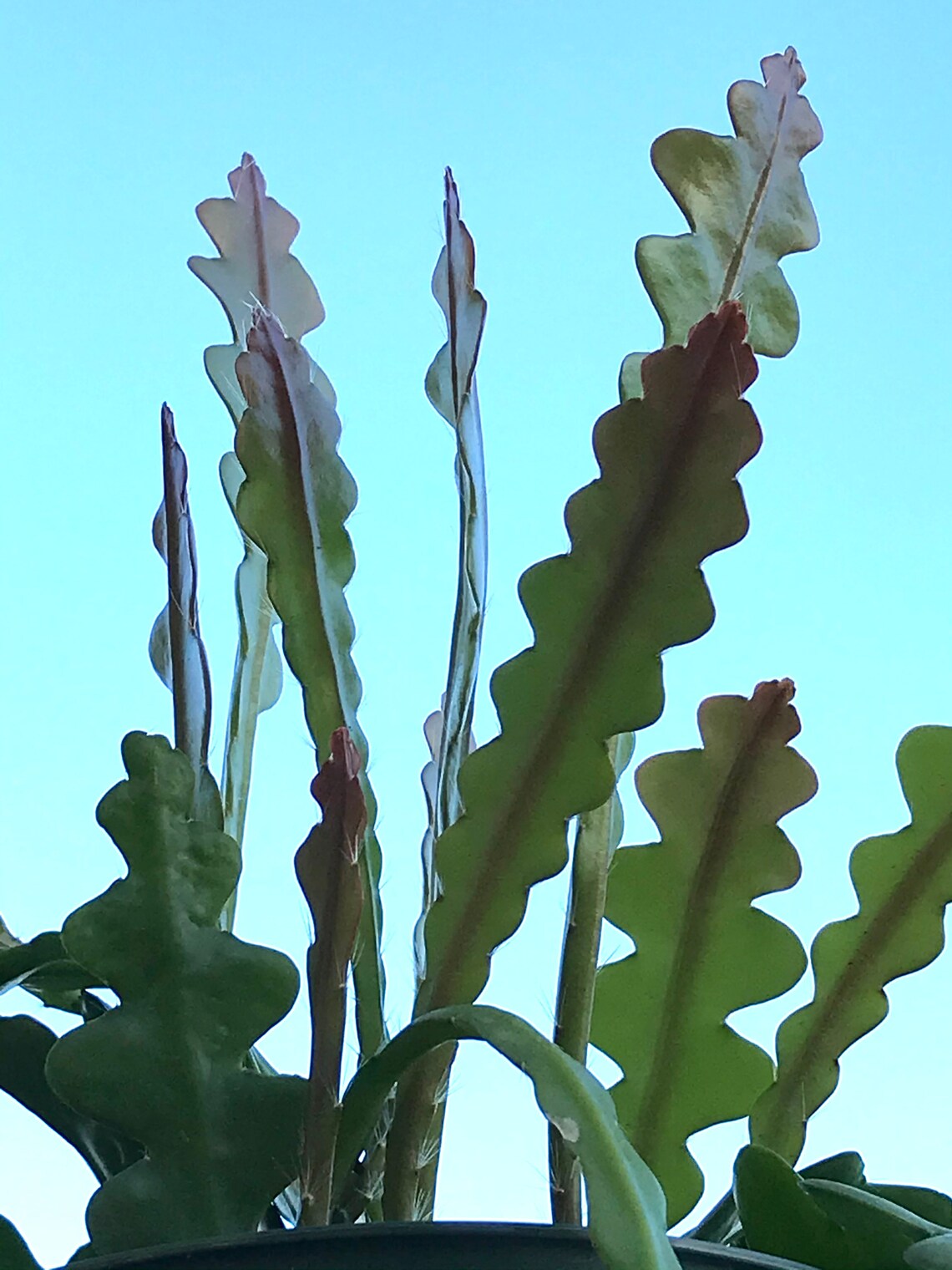Ric Rac Cactus Zig Zag Cactus 2 Inch Potted Plant Rare | Etsy