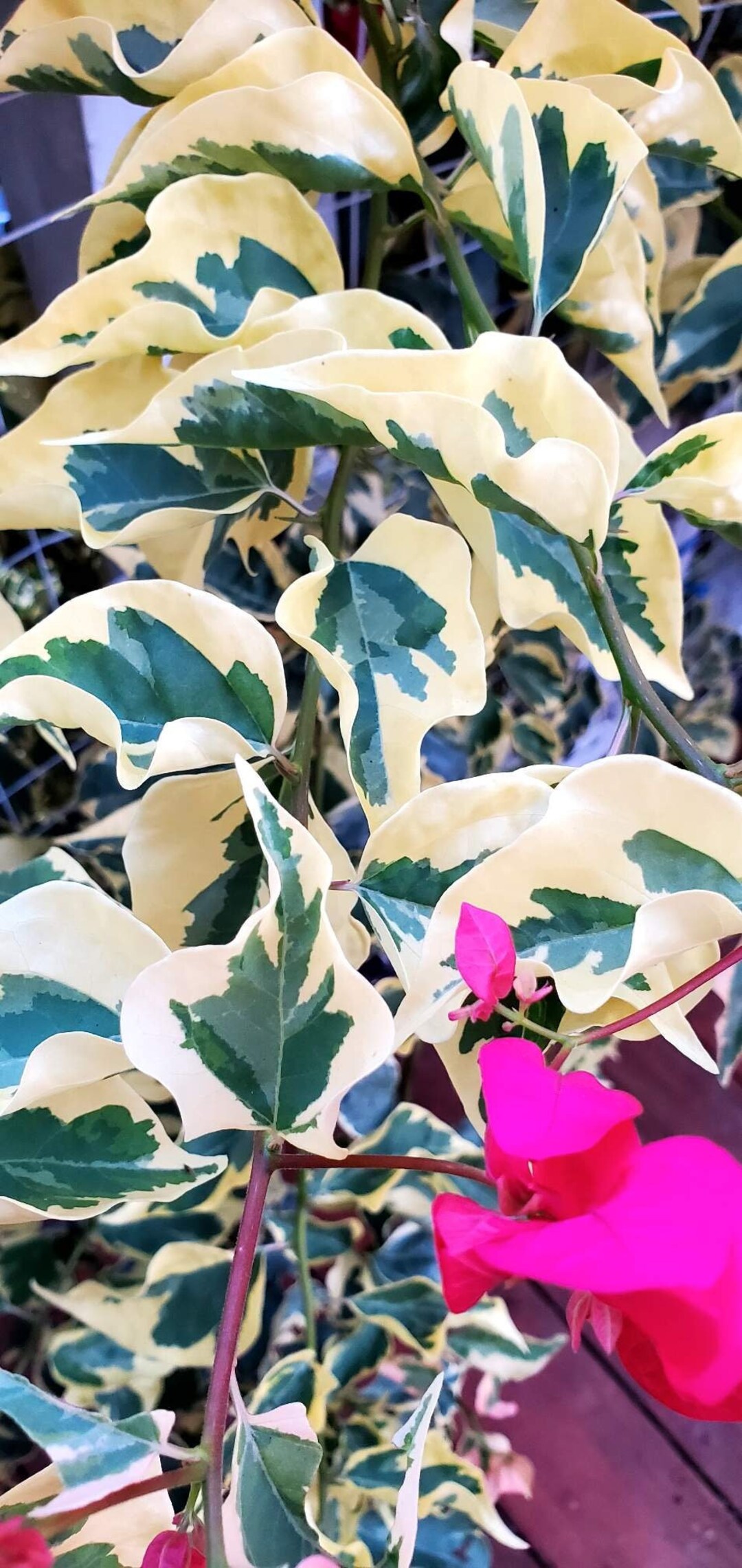 Bougainvillea 'raspberry Ice' Plant Cutting Raspberry Ice Bougainvillea ...