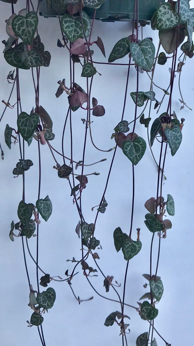 Rare Purple String of Hearts Plant 3 Cuttings No Root Non | Etsy