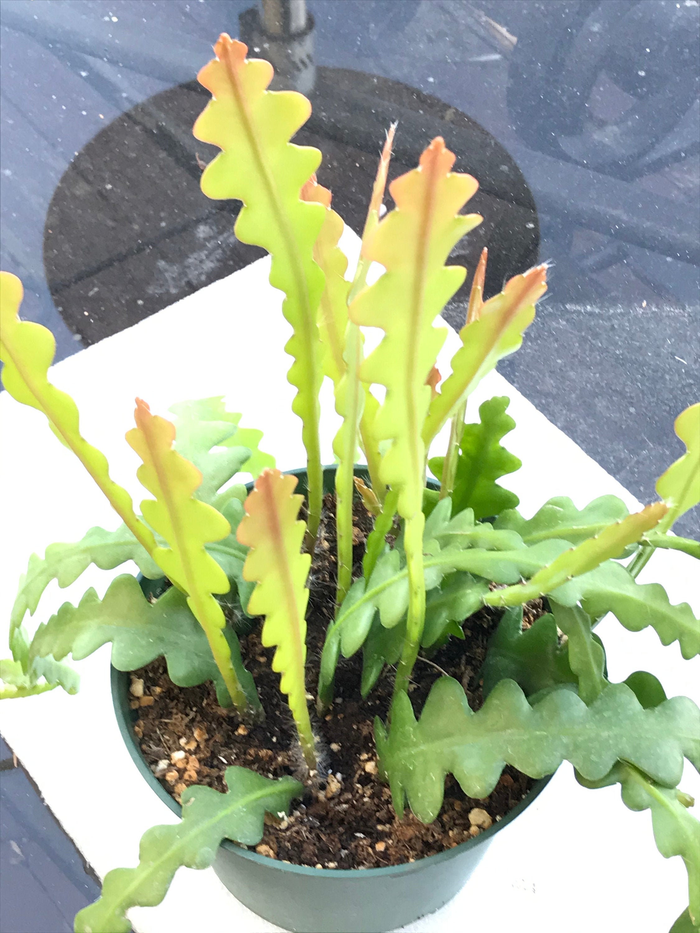 Ric Rac Cactus Zig Zag Cactus 2 Inch Bare Root Plant Rare - Etsy