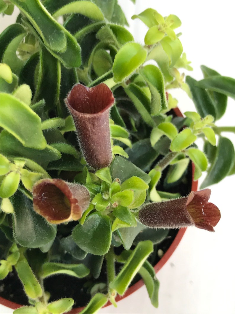 Curly Lipstick Rasta Plant Aeschynanthus rasta - Etsy