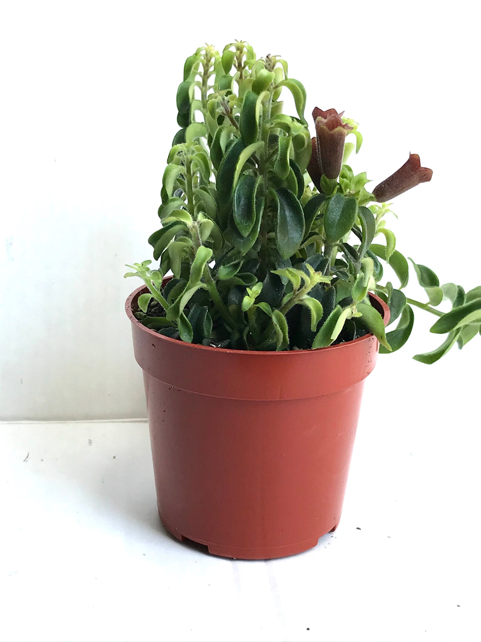 Curly Lipstick Rasta Plant Aeschynanthus rasta - Etsy