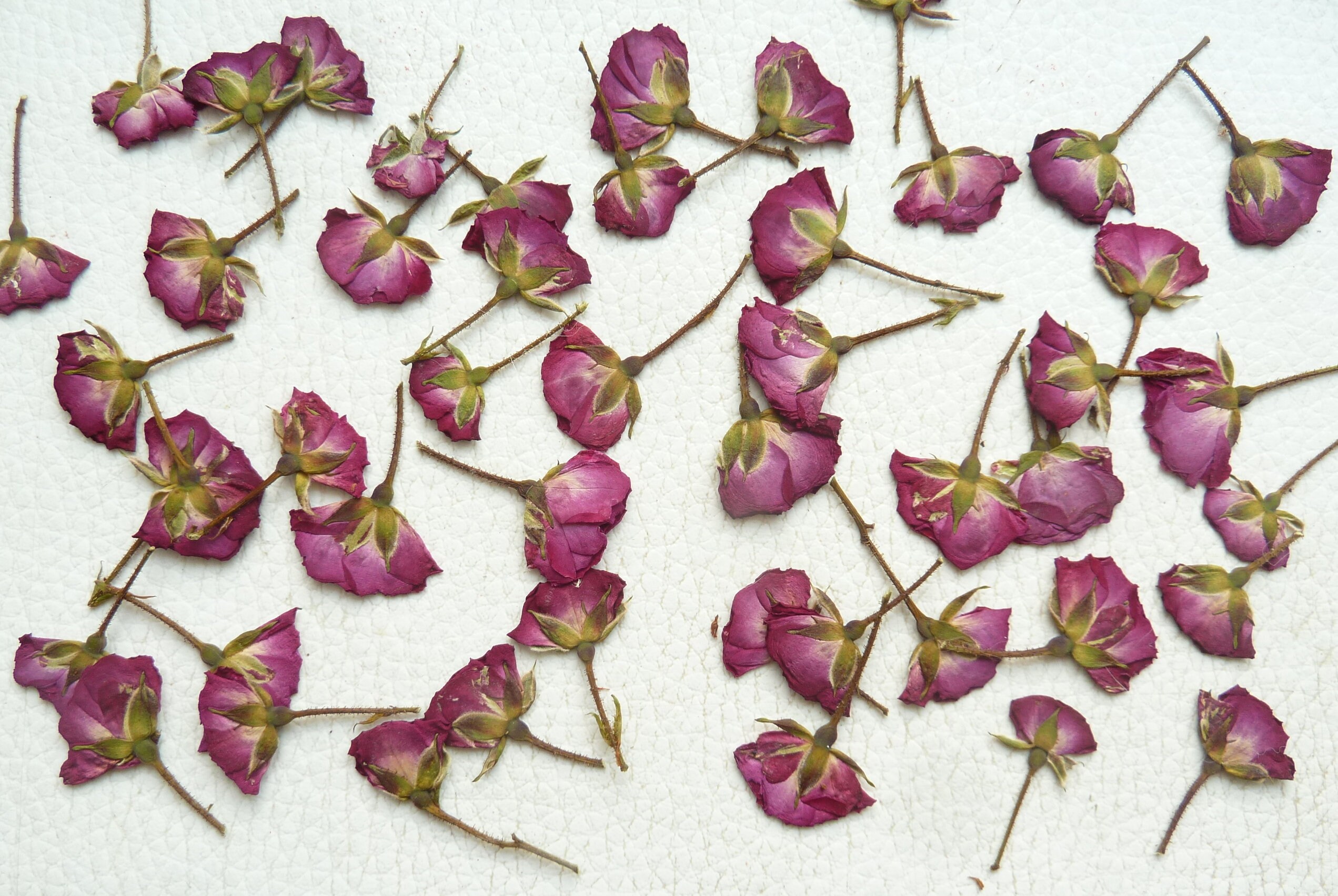 Dried pressed buds of red roses 20 pieces dried pressed roses | Etsy
