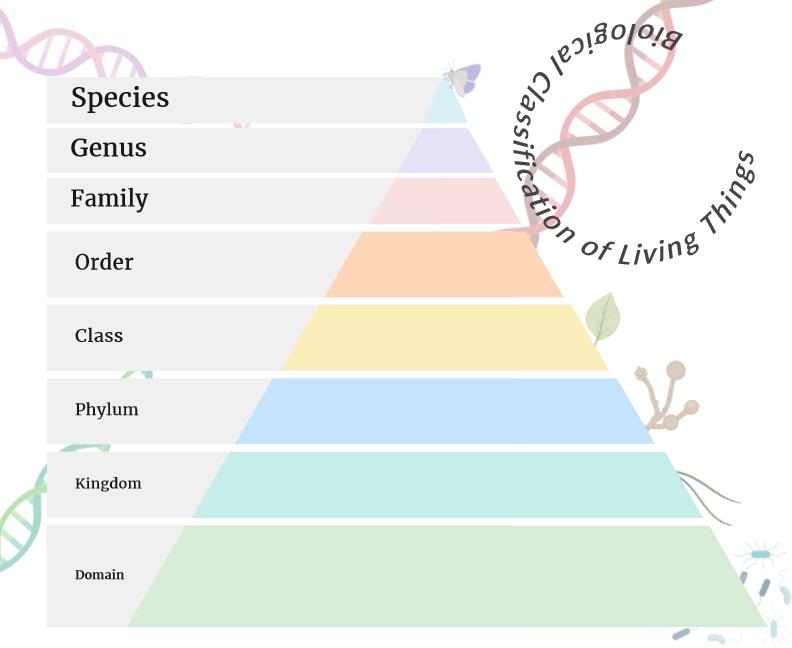 Model Organisms Poster AND Pyramid of Classification - Etsy